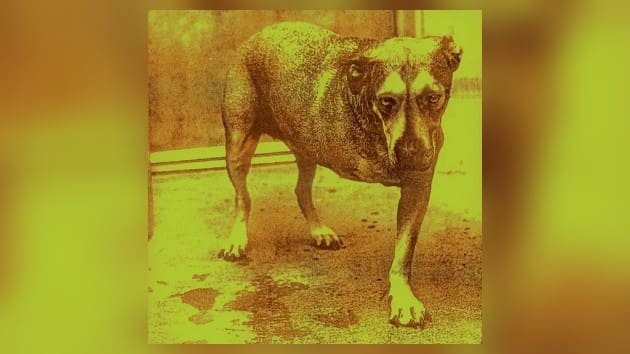 Alice in Chains reveals the 30th anniversary re-release of their self ...